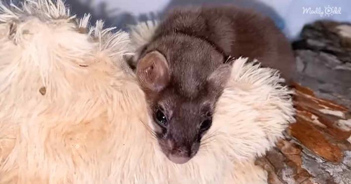 Lovable weasel sees grass for the first time and squeaks like you won't ...