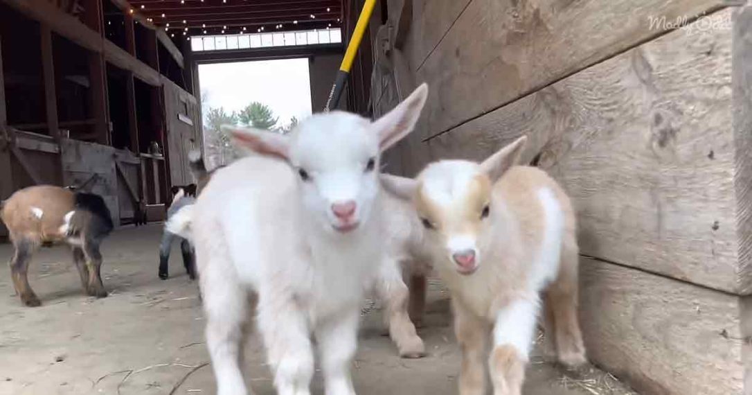 24 playful goat kids prefer bouncing off everything at the barn – Madly ...