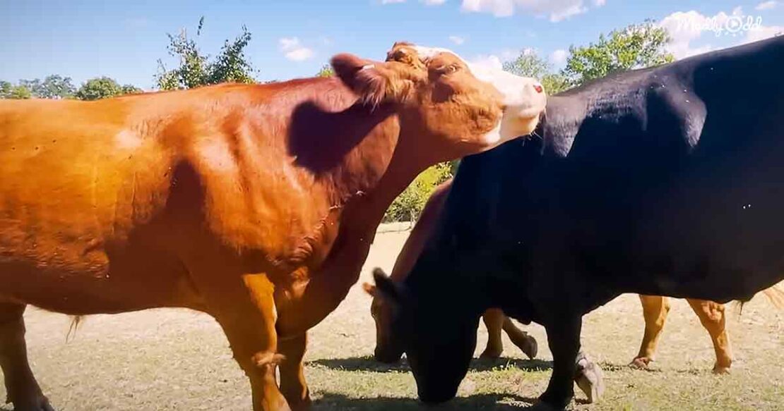 Brave bull and his brothers escape slaughterhouse for sanctuary – Madly ...