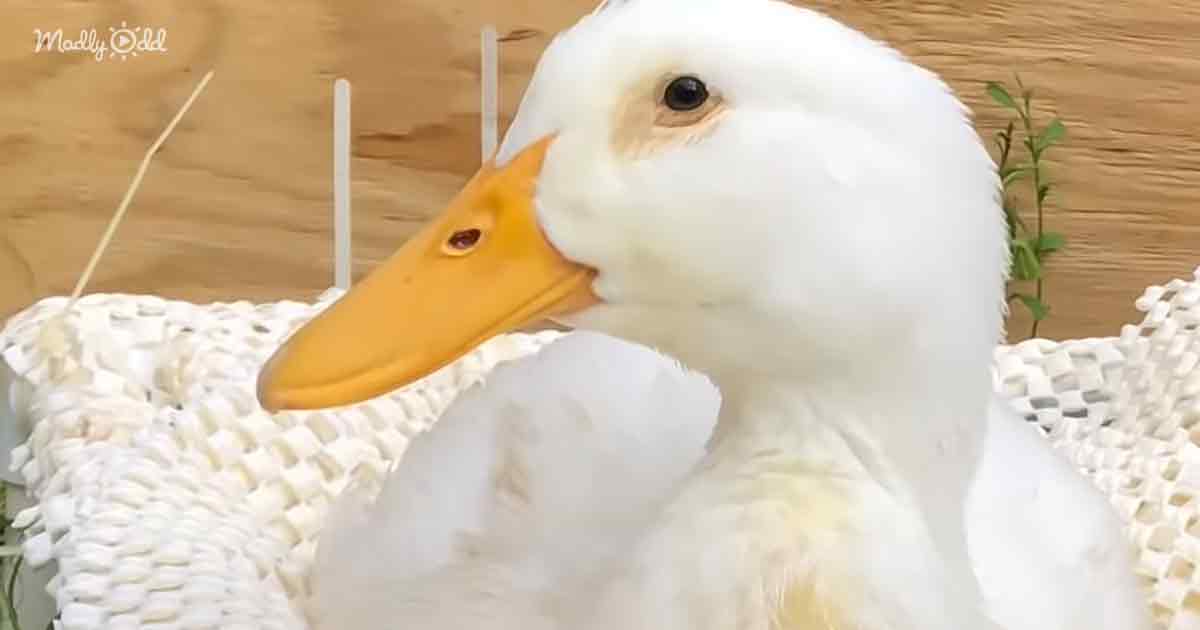 Compassionate woman helps injured duck overcome her limitations