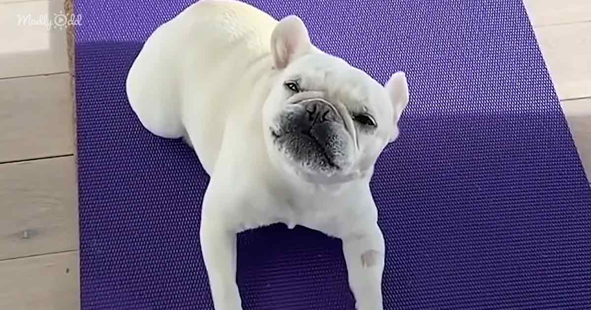 Singing French Bulldog has unique vocals for every emotion