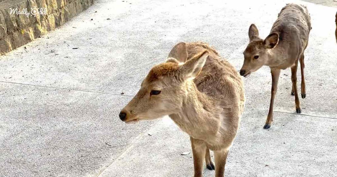 A herd of gentle deer relaxes under pink cherry blossom trees – Madly Odd!