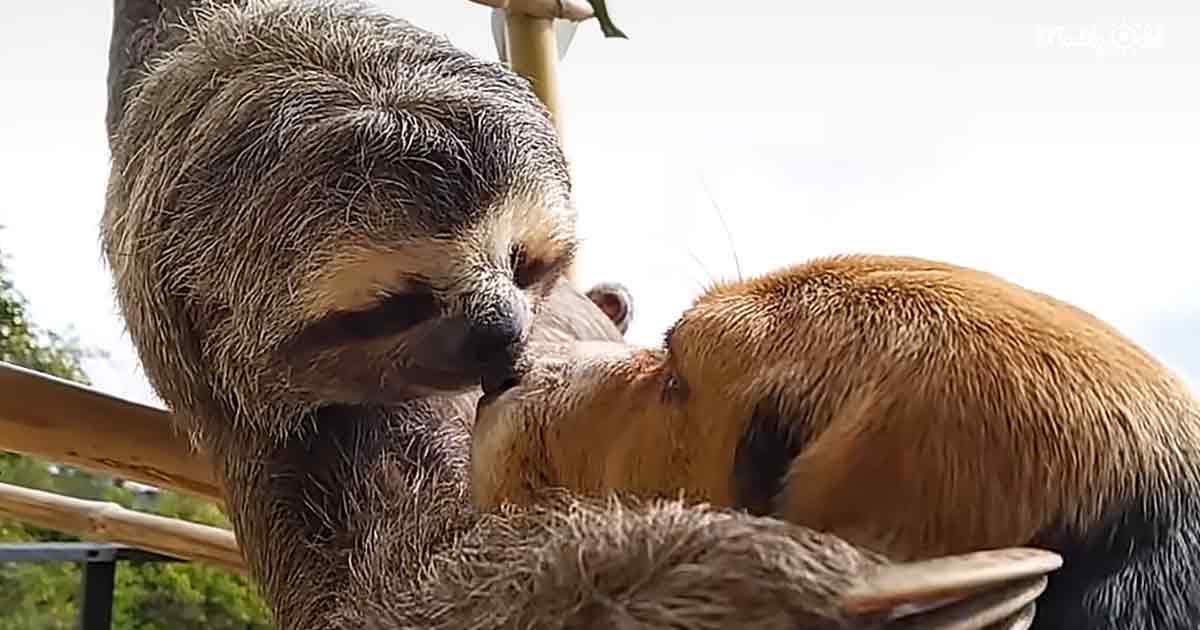Being friends with rescued sloth teaches Beagle to do weird things