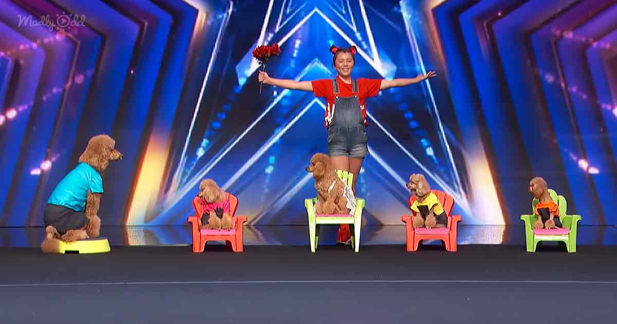 12-year-old and her puppies rock AGT stage with incredible audition