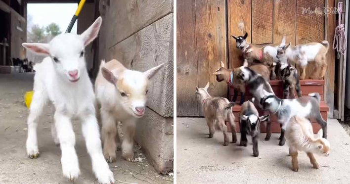 24 playful goat kids prefer bouncing off everything at the barn – Madly ...