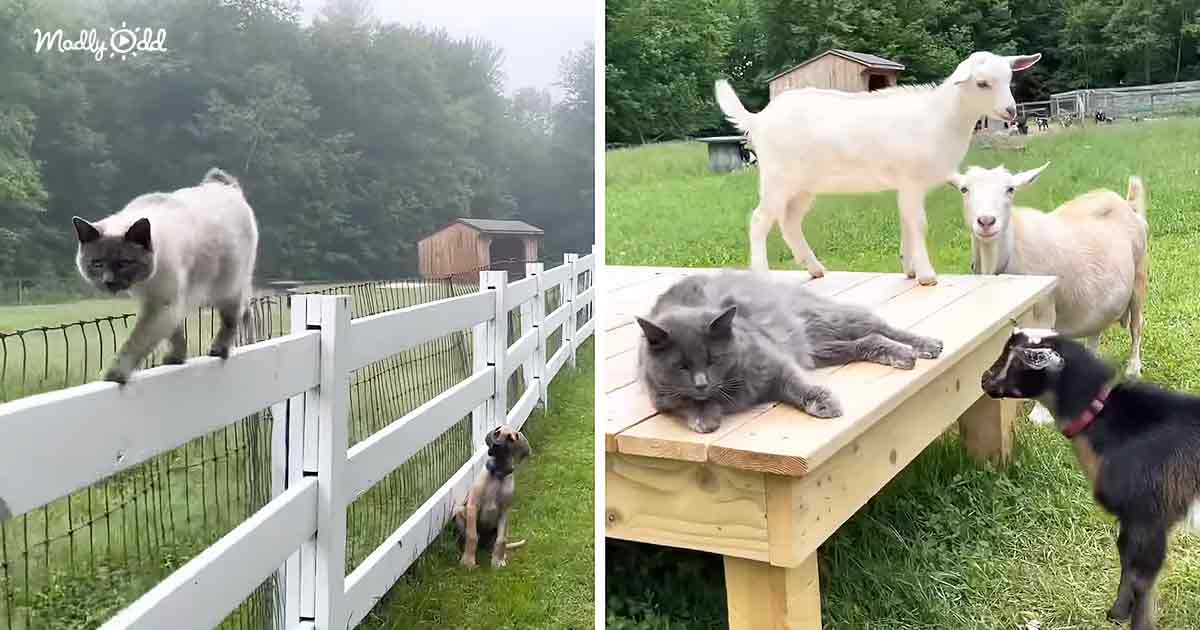 3 cute barn kitties turn tightrope walkers with baby goats & puppies ...