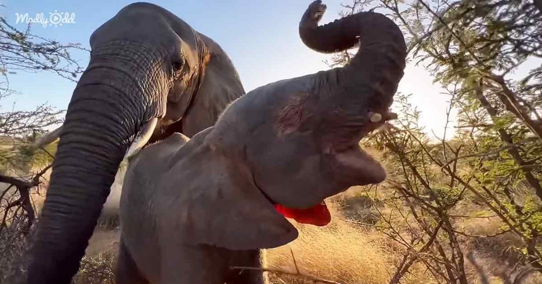 Baby elephant loses a tooth & revelation of the herd’s new dynamics