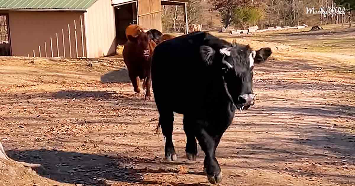 Brave bull and his brothers escape slaughterhouse for sanctuary – Madly ...