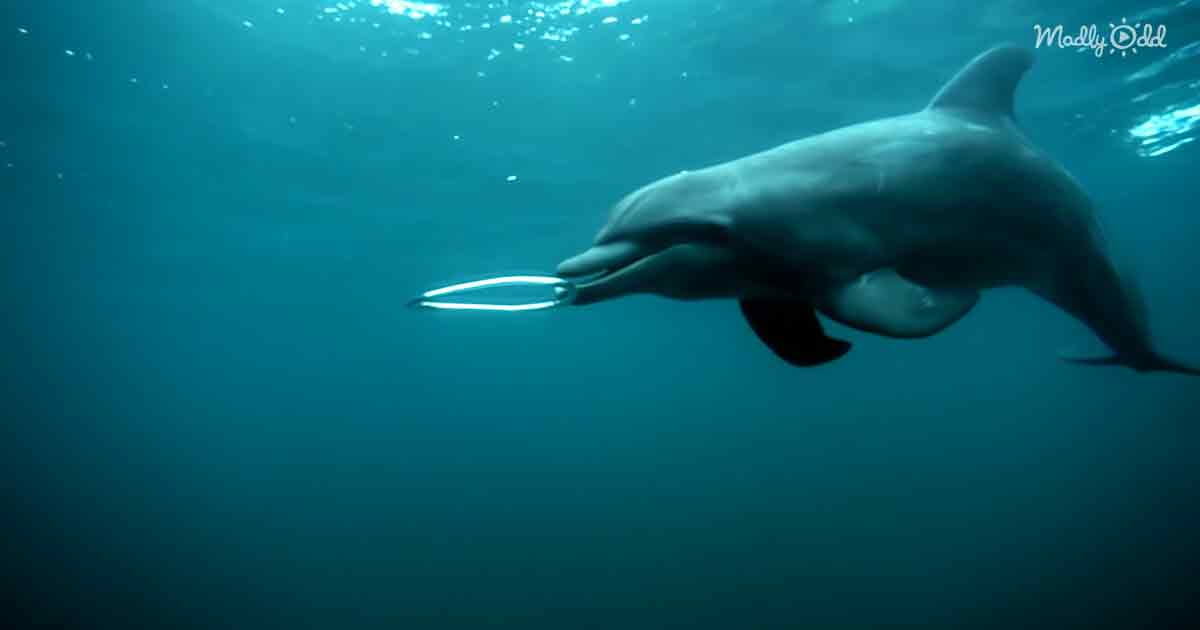 Friendly wild dolphins play with their new toys for hours – Madly Odd!