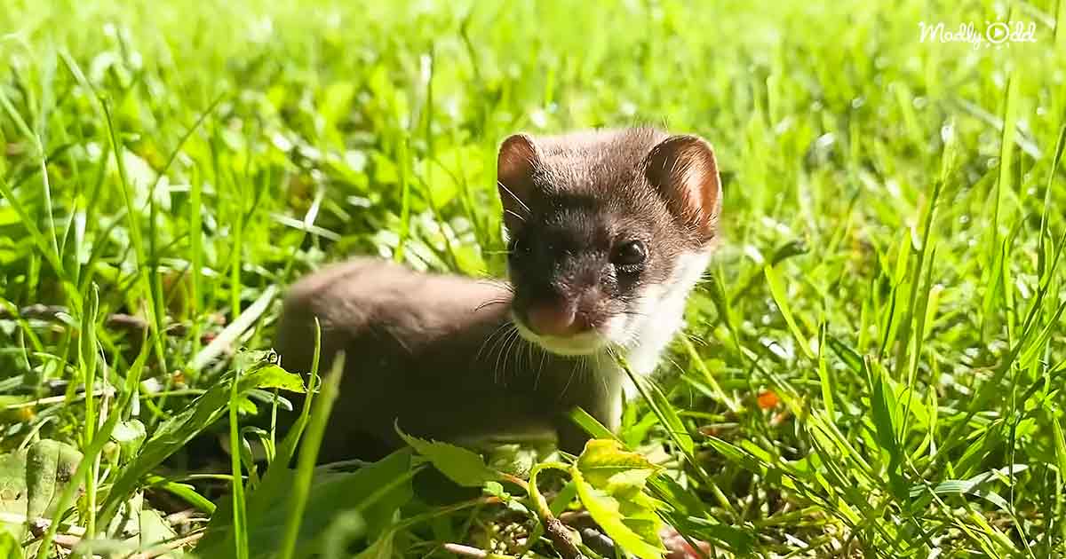 Lovable weasel sees grass for the first time and squeaks like you won’t ...