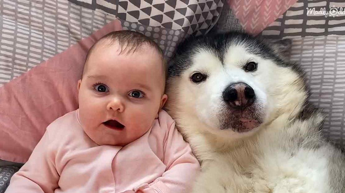 AGT contestant sings ‘I Am Yours’ for his wife, US NAVY vet and brain ...