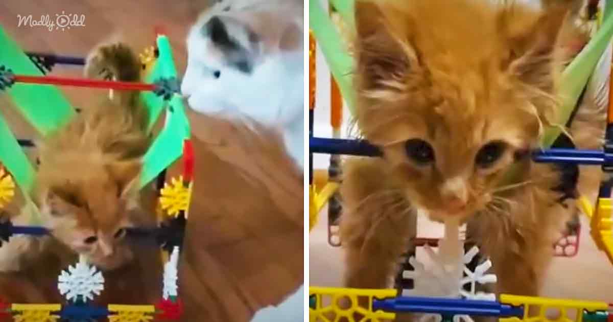 One-of-a-kind kitty in a tiny little wheelchair