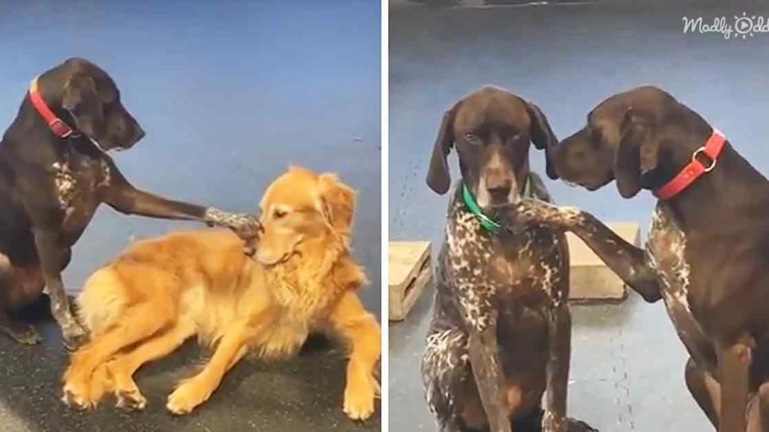 Senior rescue dog learns to prance around like a puppy