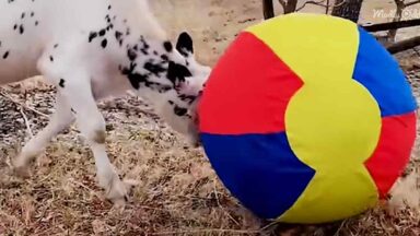 Robert Irwin takes after his father to rescue a black swan