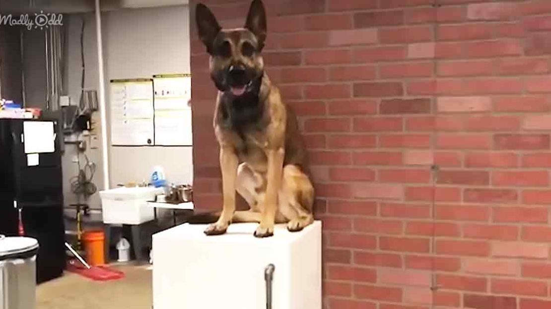 Appreciative beluga whale enjoys the greatest brass performance of the year