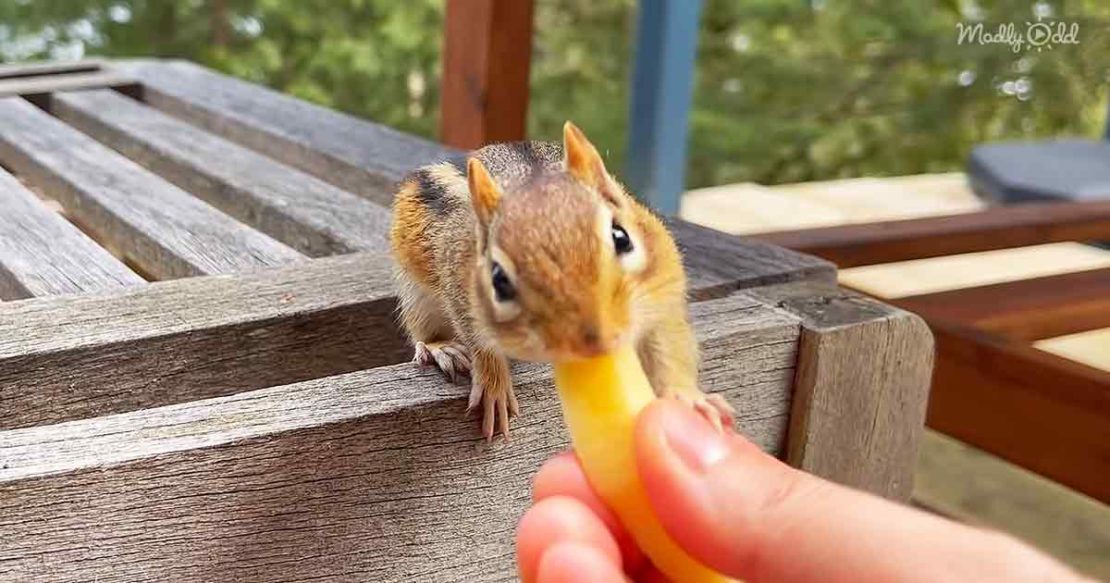 Woman befriends curious wild chipmunk with an unusual appetite for ...