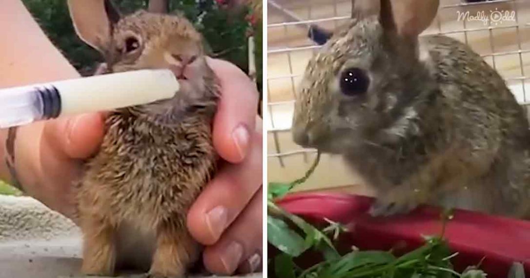 Woman rescues orphaned baby rabbit who doubles in weight every day