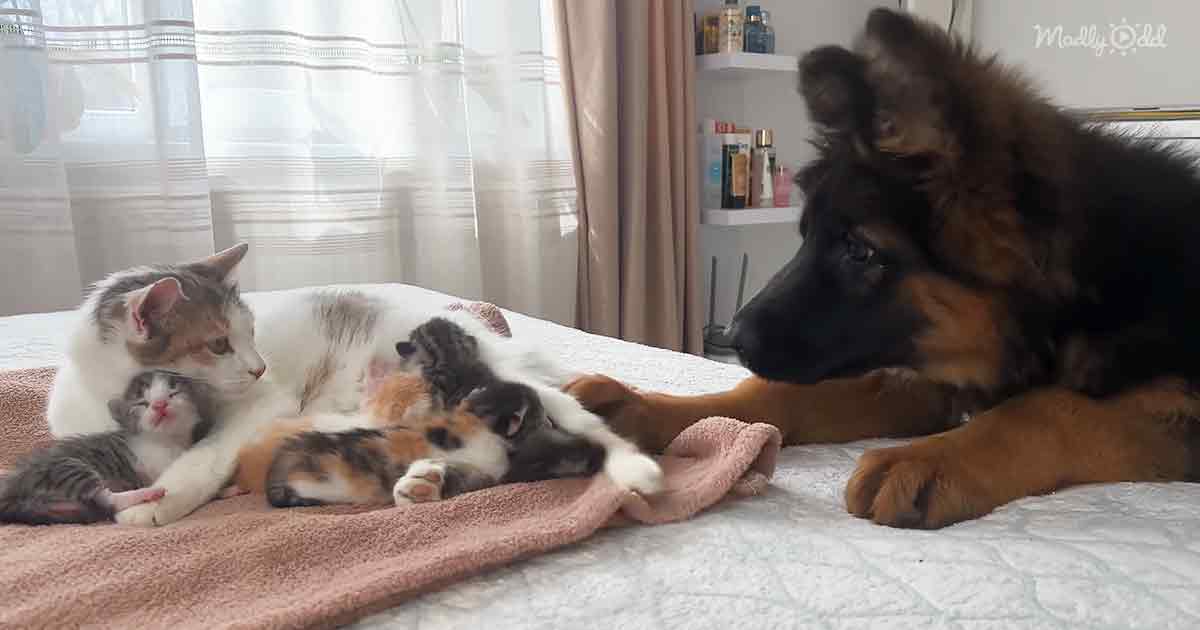 Mom cat introduces her precious kittens to a gentle German Shepherd