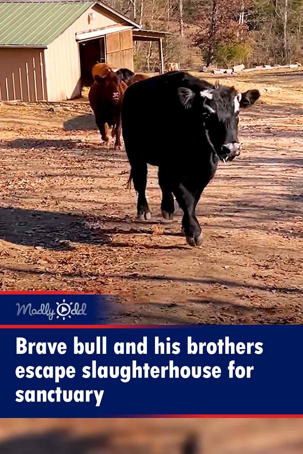 Brave bull and his brothers escape slaughterhouse for sanctuary – Madly ...