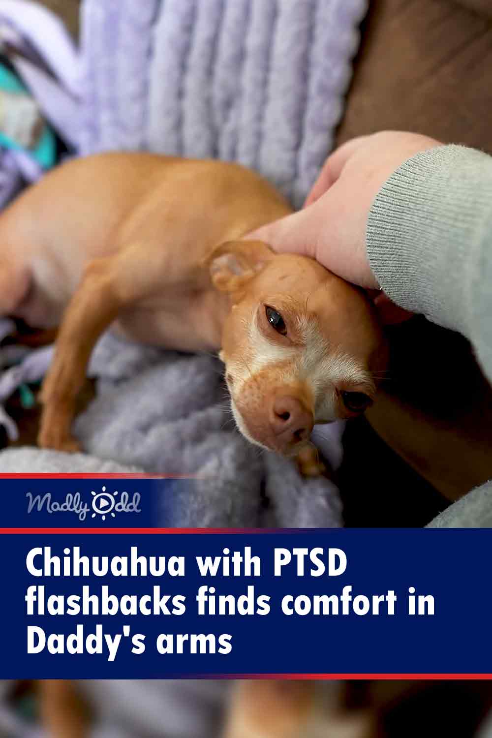 Chihuahua with PTSD flashbacks finds comfort in Daddy’s arms