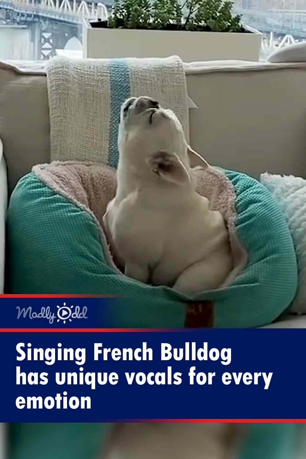 Singing French Bulldog has unique vocals for every emotion – Madly Odd!