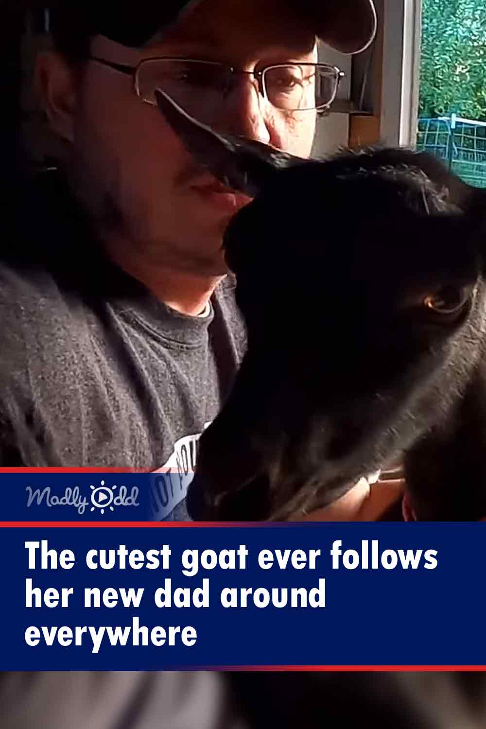 The cutest goat ever follows her new dad around everywhere – Madly Odd!