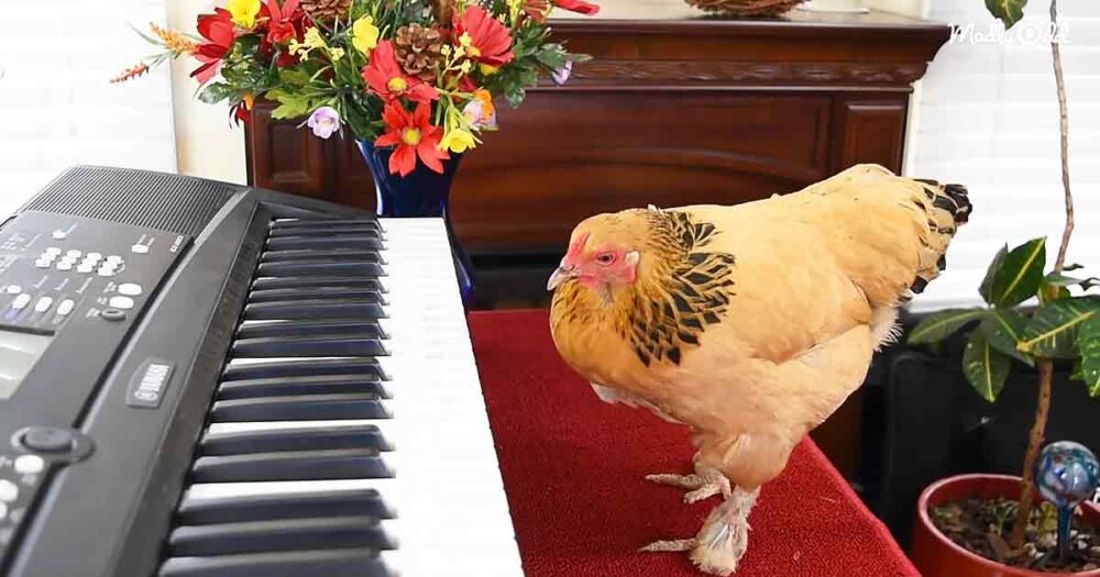 Chicken’s piano keyboard talent is nothing less than exceptional ...