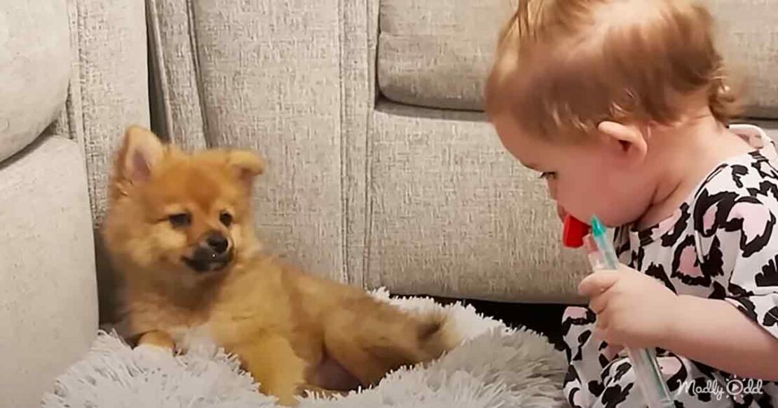 Cute puppy and baby girl form the world’s best music band – Madly Odd!