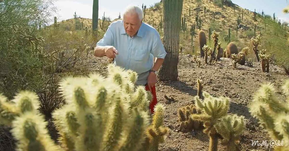 David Attenborough attacked by most dangerous plant on the planet ...