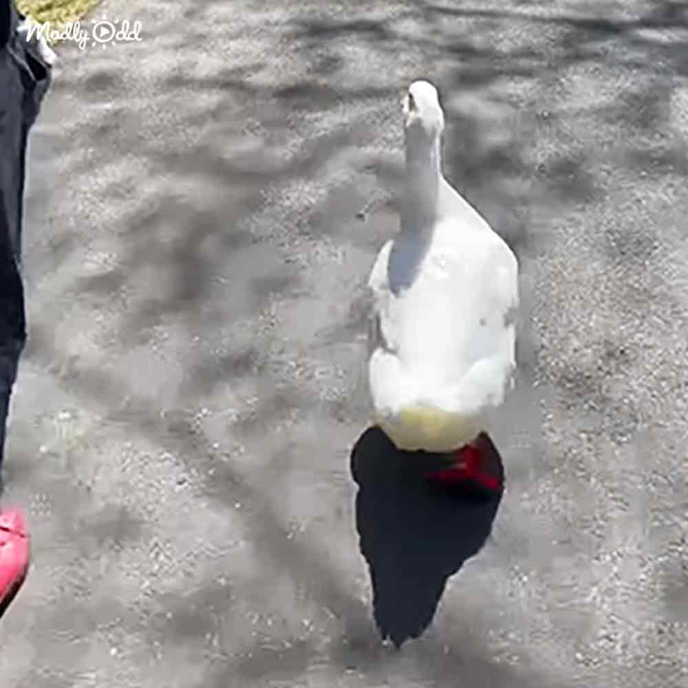 Duck wears running shoes for marathon, wins medal & t-shirt