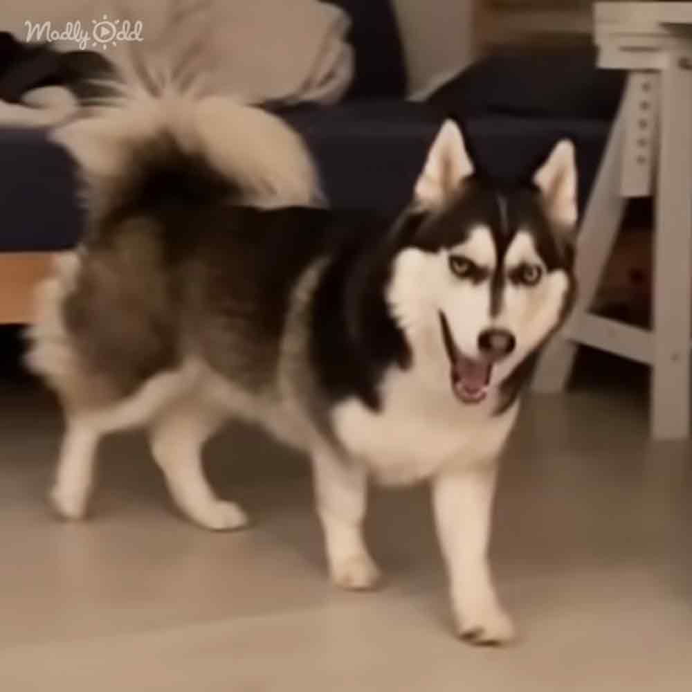 Huskies sing the songs of their people – so majestic, yet so derpy ...