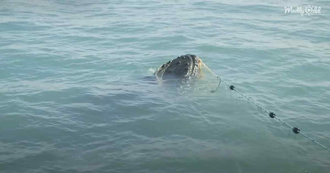 Rescuers spend 4 hours freeing hopeless Humpback whale tangled in a net ...