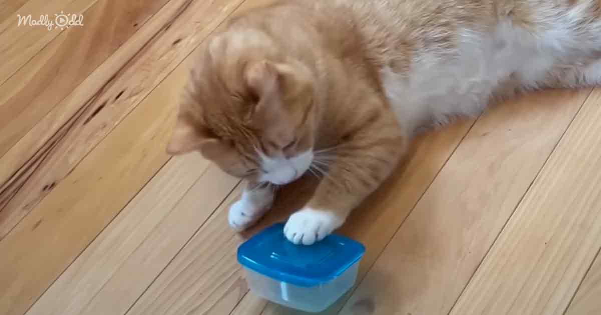 Tabby cat obsessed with Tupperware gets a special delivery – Madly Odd!