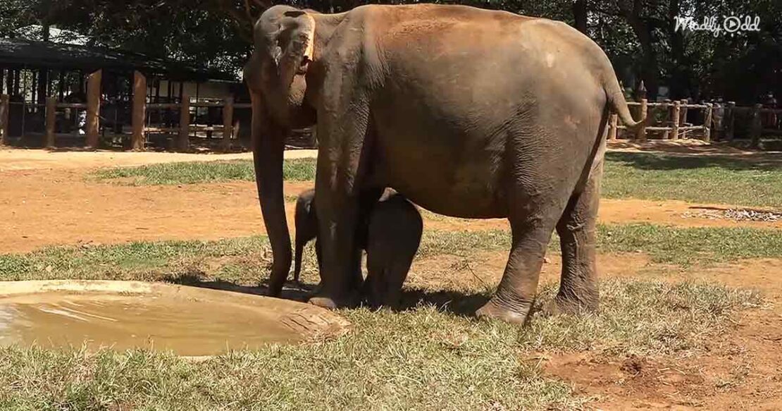 Twin baby elephants imitate their mother’s every move – Madly Odd!