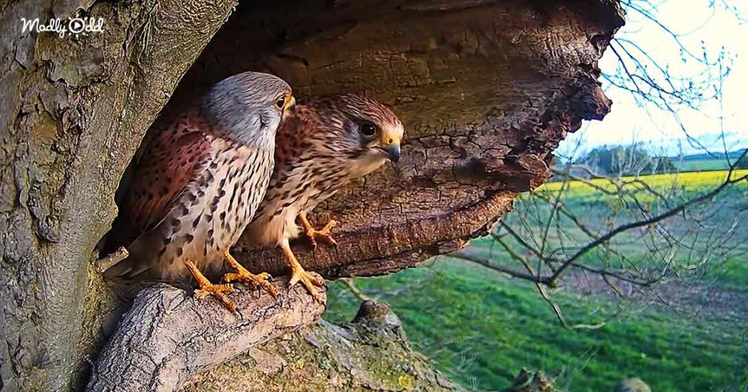 A real-life love story of two very different Kestrel birds – Madly Odd!