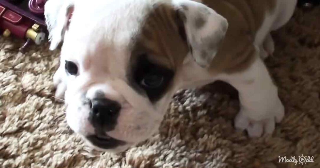Bulldog puppy’s hissy fit would melt anybody’s heart – Madly Odd!