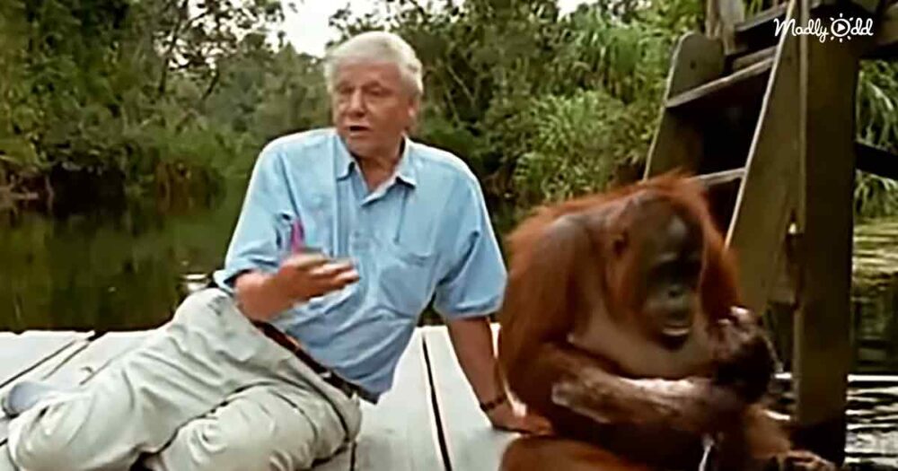 Celebrating David Attenborough with a collection of his legendary moments