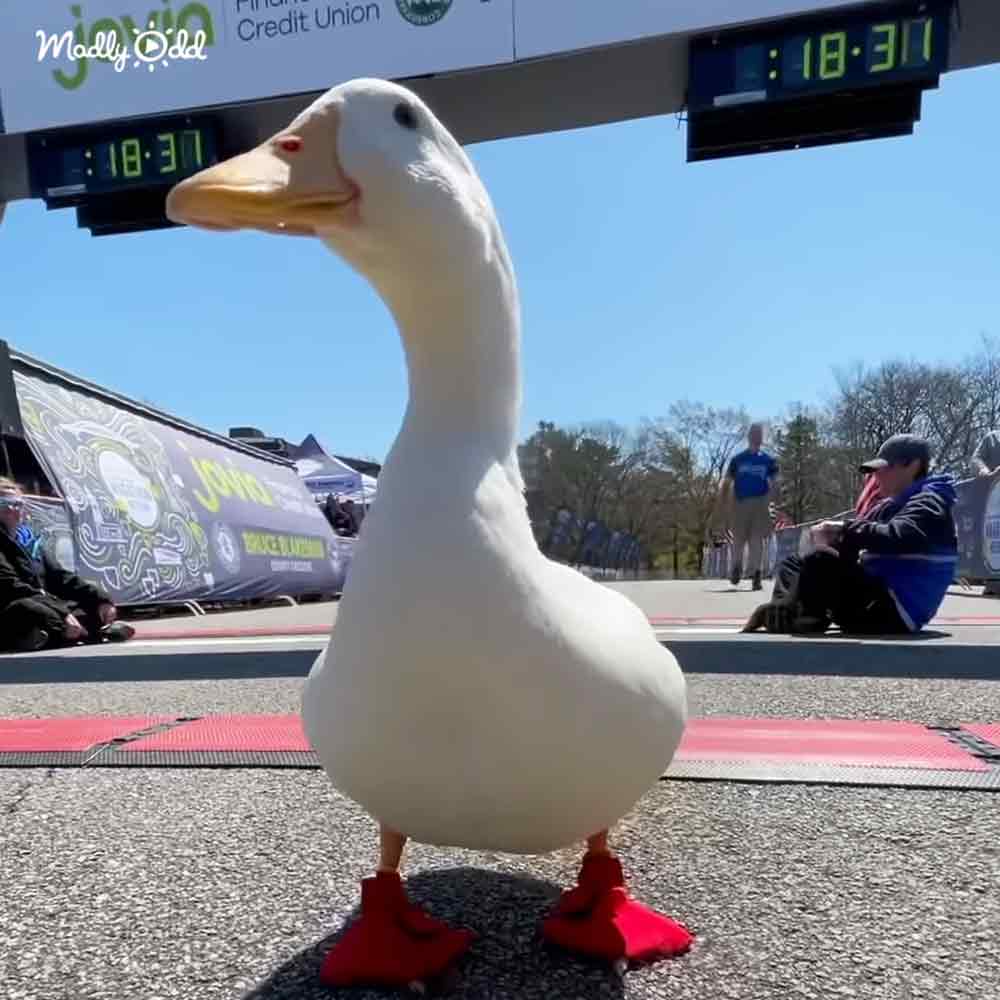 Duck wears running shoes for marathon, wins medal & t-shirt