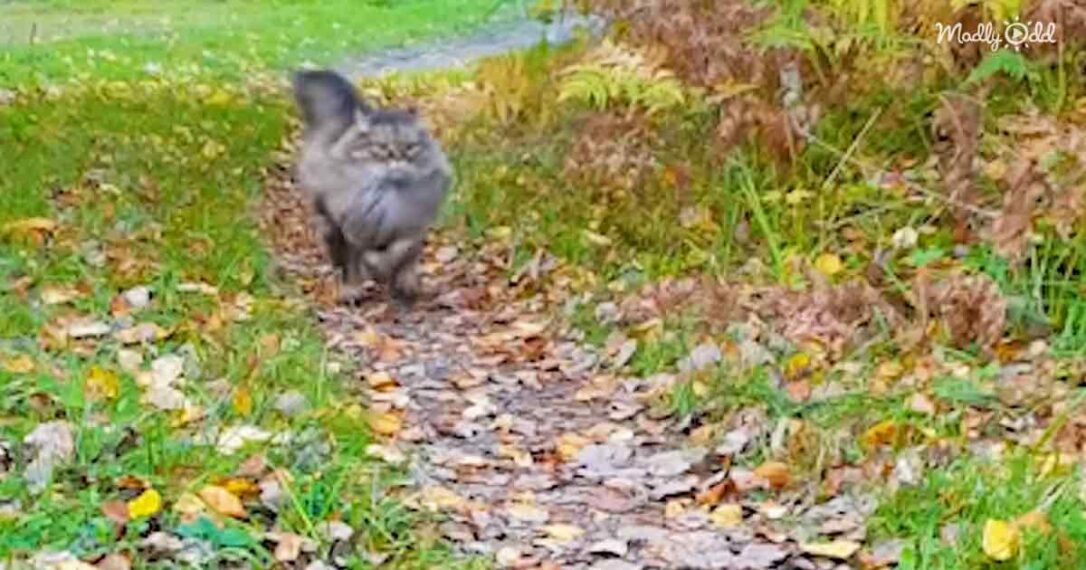 Lazy cat turns into a lightning-fast cheetah when racing dad – Madly Odd!
