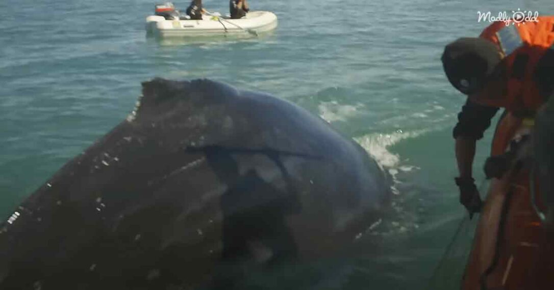 Rescuers spend 4 hours freeing hopeless Humpback whale tangled in a net ...