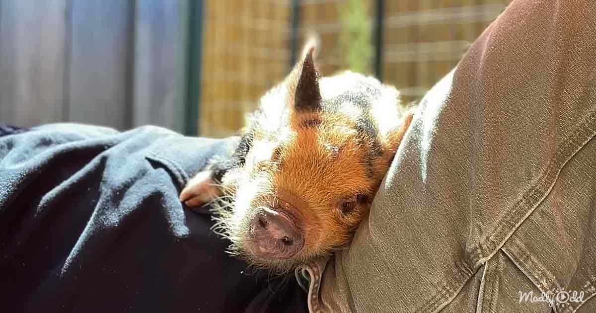 Sweet piggy meets a new dad who changed his life – Madly Odd!
