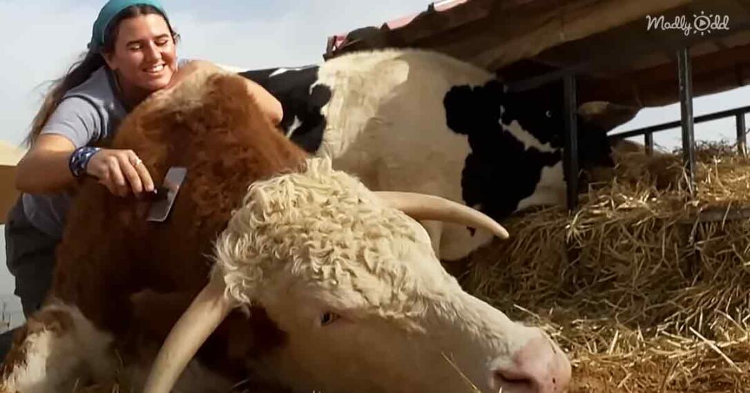Woman’s singing voice wins over disabled rescue cow – Madly Odd!