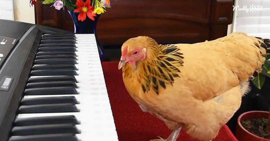 Chicken’s piano keyboard talent is nothing less than exceptional ...