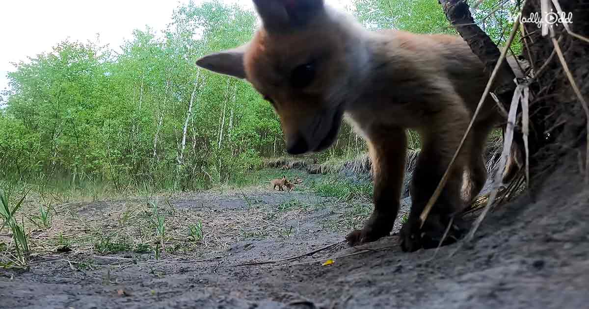 GoPro becomes a new play toy for tiny baby foxes – Madly Odd!