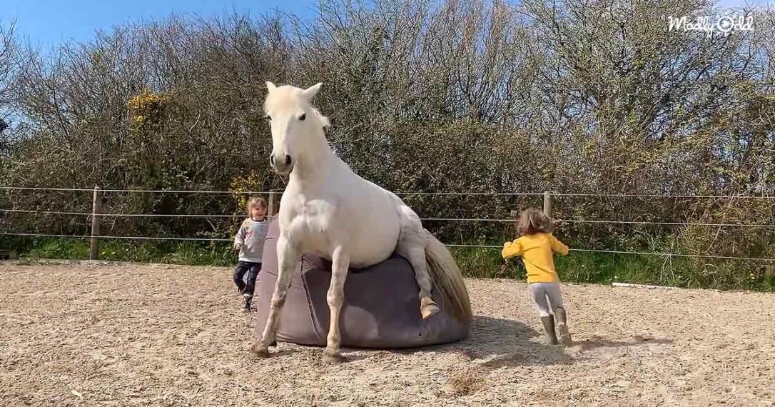 Ponies crash little girl’s epic pool party – Madly Odd!