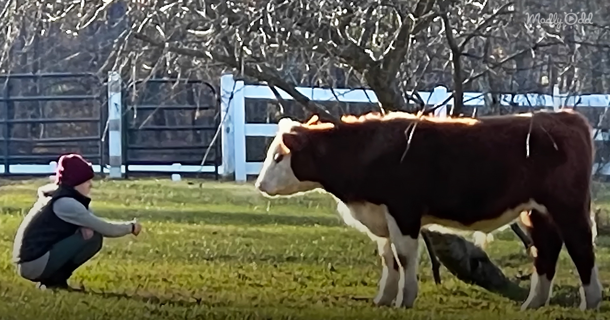 School girl saves a terrified cow lost in the woods for 3 months ...