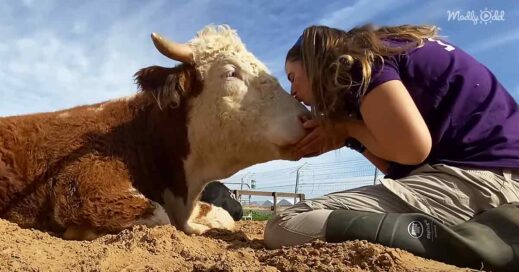 Woman’s singing voice wins over disabled rescue cow – Madly Odd!