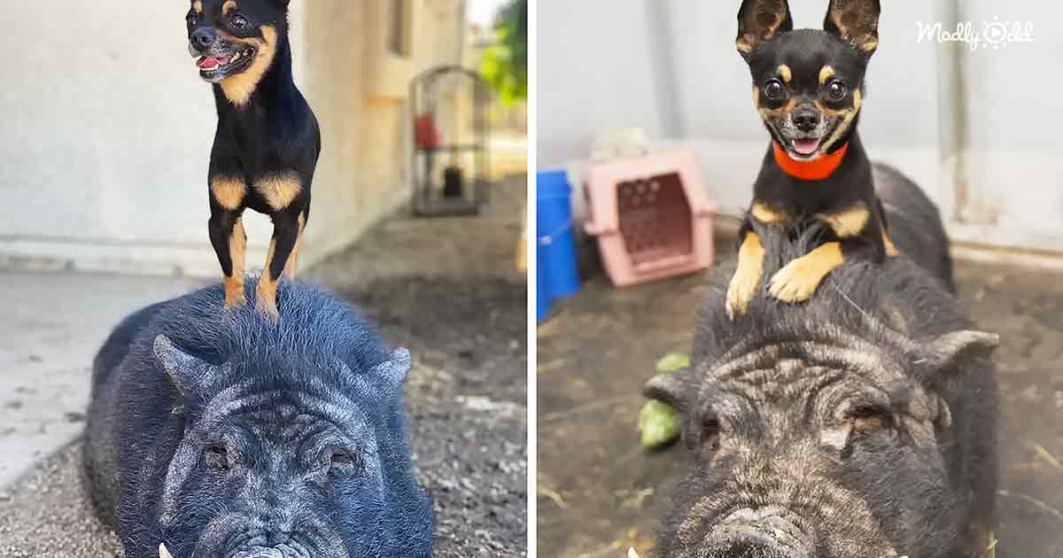 Adorable pig gives little Chihuahua piggy back rides everywhere – Madly ...