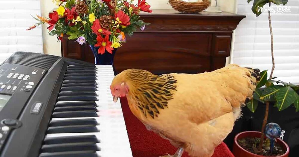 Chicken’s piano keyboard talent is nothing less than exceptional ...