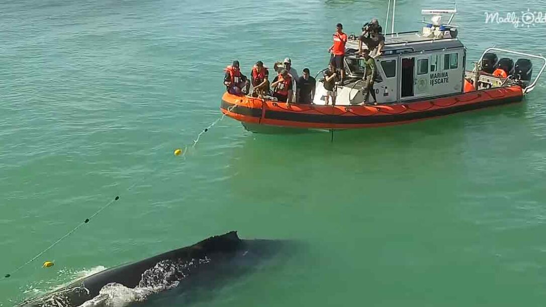 Blake Shelton sings “God’s Country” duet with Six-year-old awaiting ...